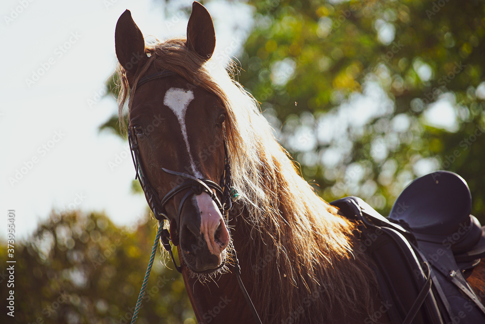Caballo alazán español al atardecer en Andalucía Stock Photo | Adobe Stock