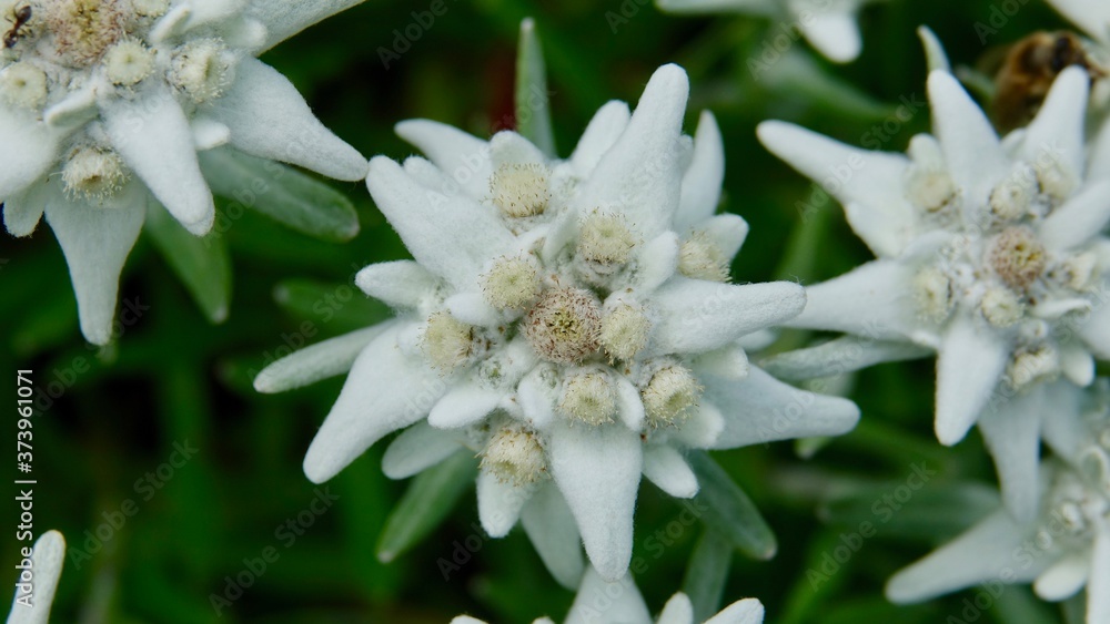 Blühendes Alpen Edelweiss im Hochgebirge Stock Photo | Adobe Stock