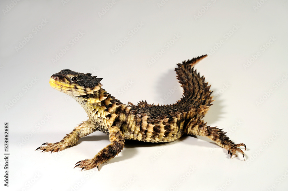 Giant girdled lizard / Riesen-Gürtelschweif (Smaug giganteus ...
