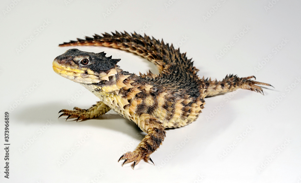 Giant girdled lizard / Riesen-Gürtelschweif (Smaug giganteus ...