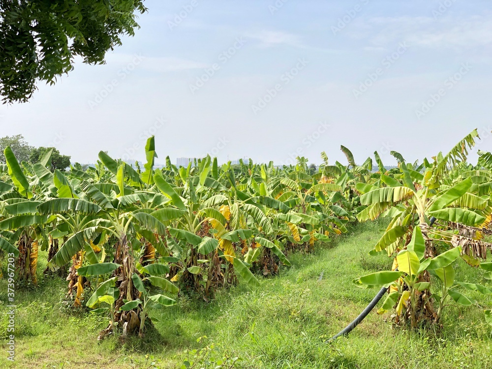 Banana plantation cultivated in the agricultural field at rural village ...