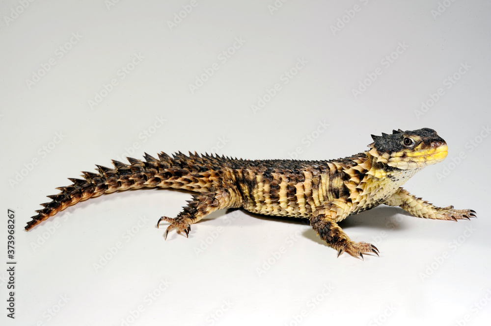Poster Giant girdled lizard / Riesen-Gürtelschweif (Smaug giganteus ...