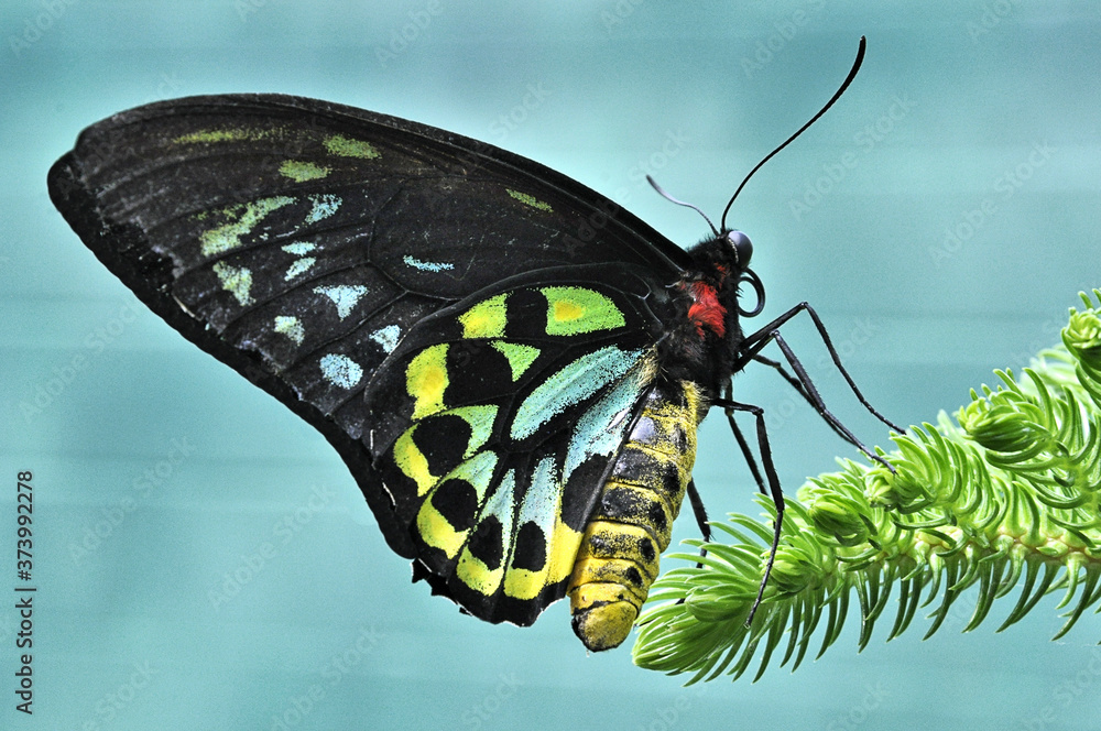 Striking closeup of colorful male Cairns Birdwing Butterfly ...