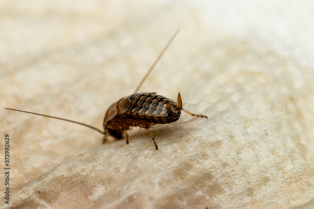 Nymphe einer Bernstein-Waldschabe, Ectobius vittiventris Stock Photo ...