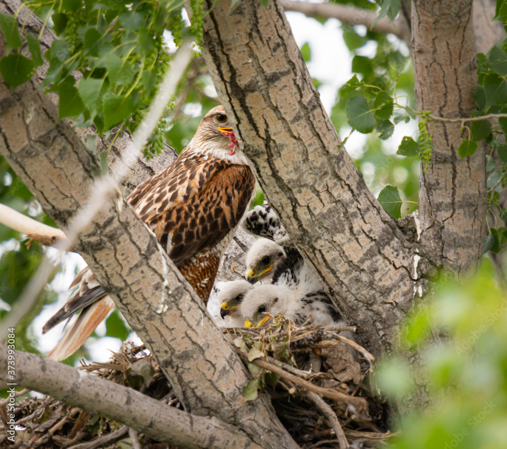 Red Tailed Hawk Eggs