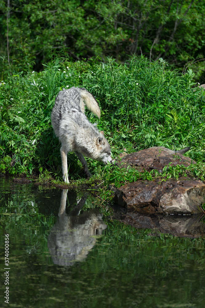 Grey Wolf (Canis lupus) and Pup Touch Noses Behind Rock Reflection ...