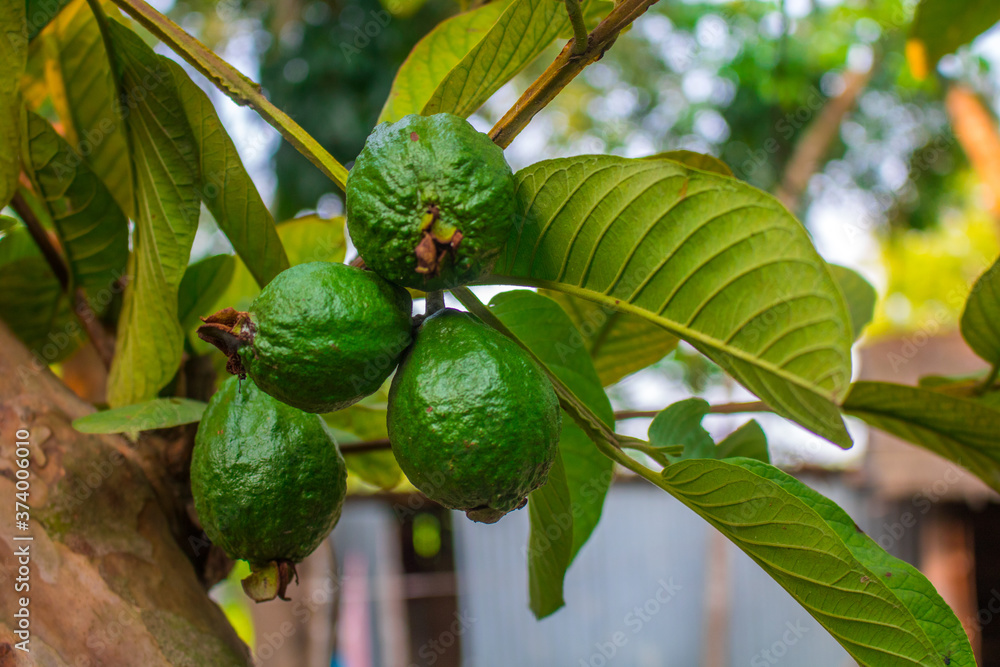 Guava is a common tropical fruit cultivated in many tropical and ...