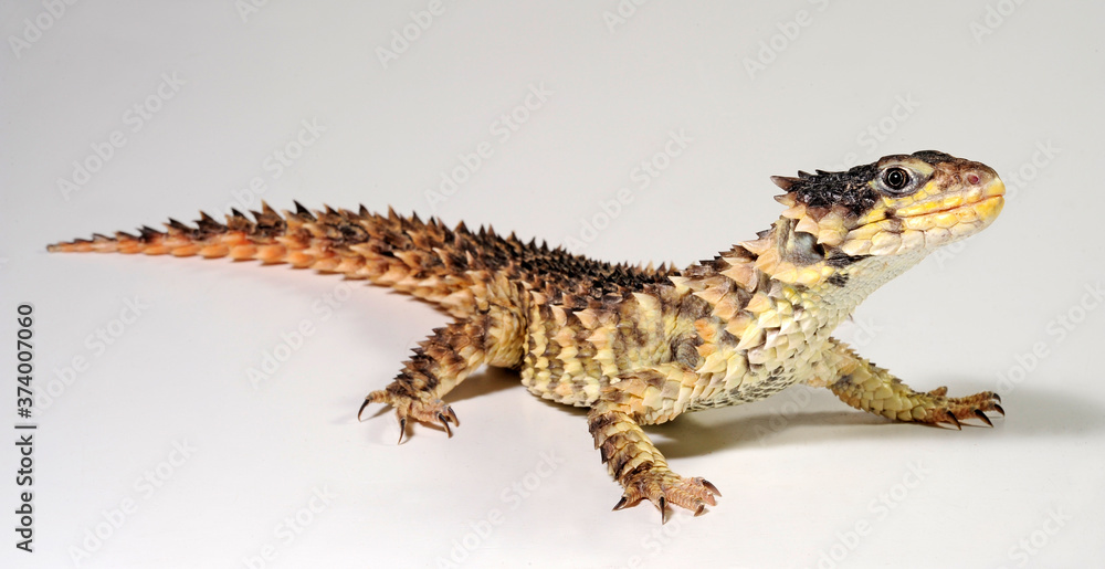 Giant girdled lizard / Riesen-Gürtelschweif (Smaug giganteus ...