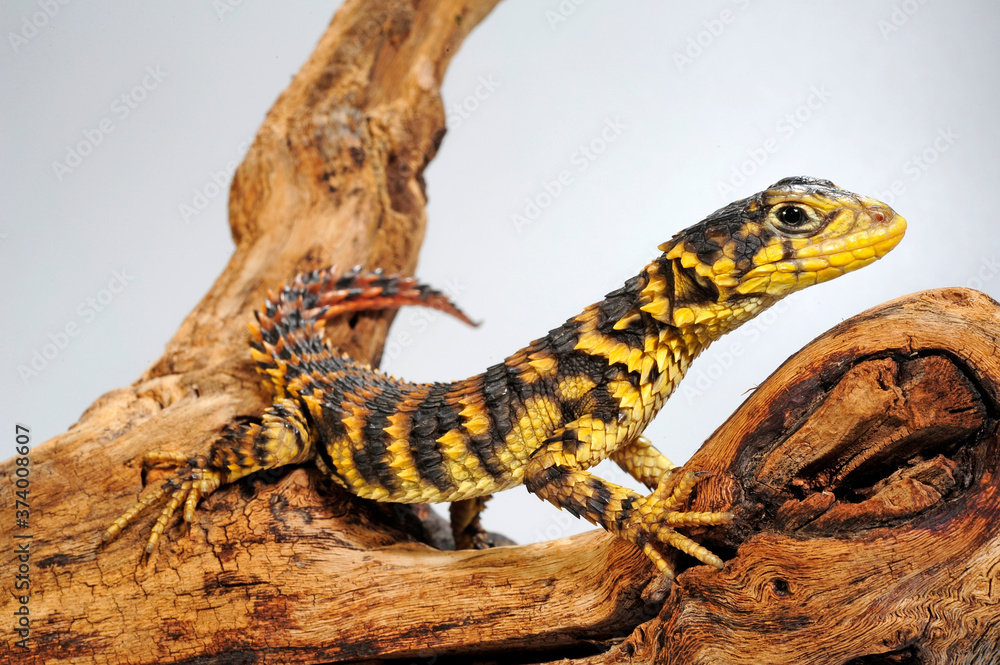 Giant girdled lizard / Riesen-Gürtelschweif (Smaug giganteus ...
