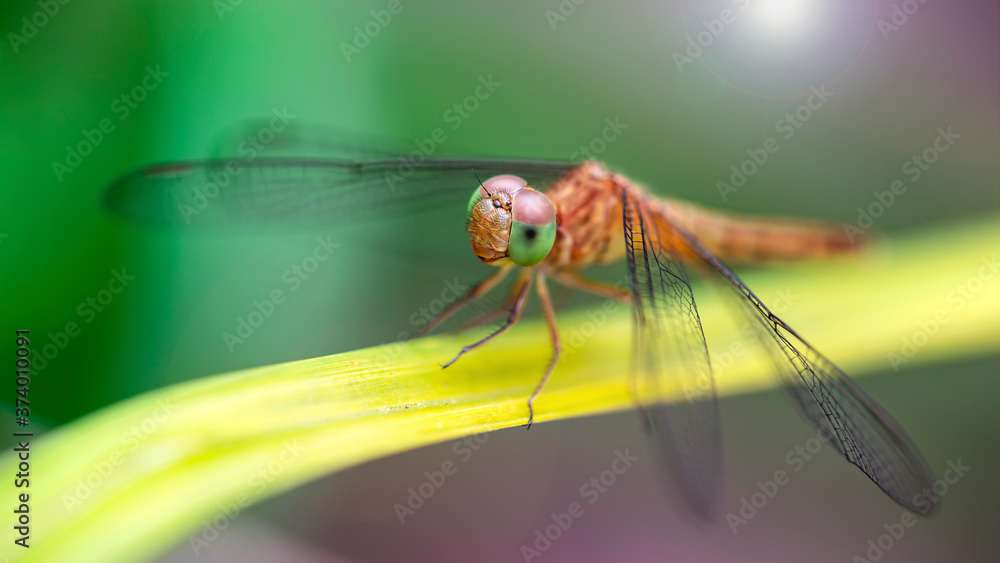 colorful dragonfly on a blade of grass, macro photo of this elegant and ...