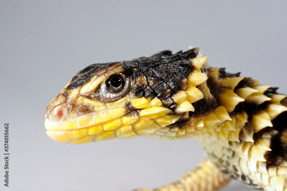 Giant girdled lizard / Riesen-Gürtelschweif (Smaug giganteus ...