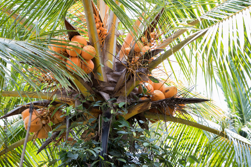 Pepper climber reached the top of King Coconut. Stock Photo | Adobe Stock