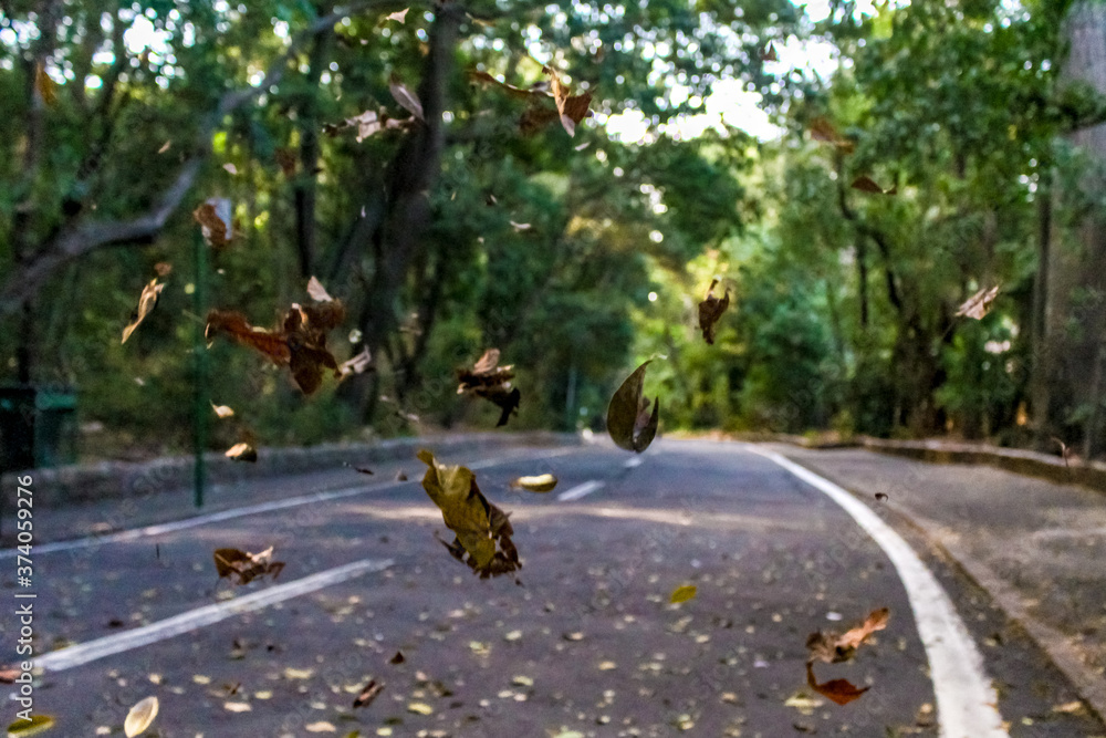 Folhas secas de árvores caindo na estrada Stock Photo | Adobe Stock