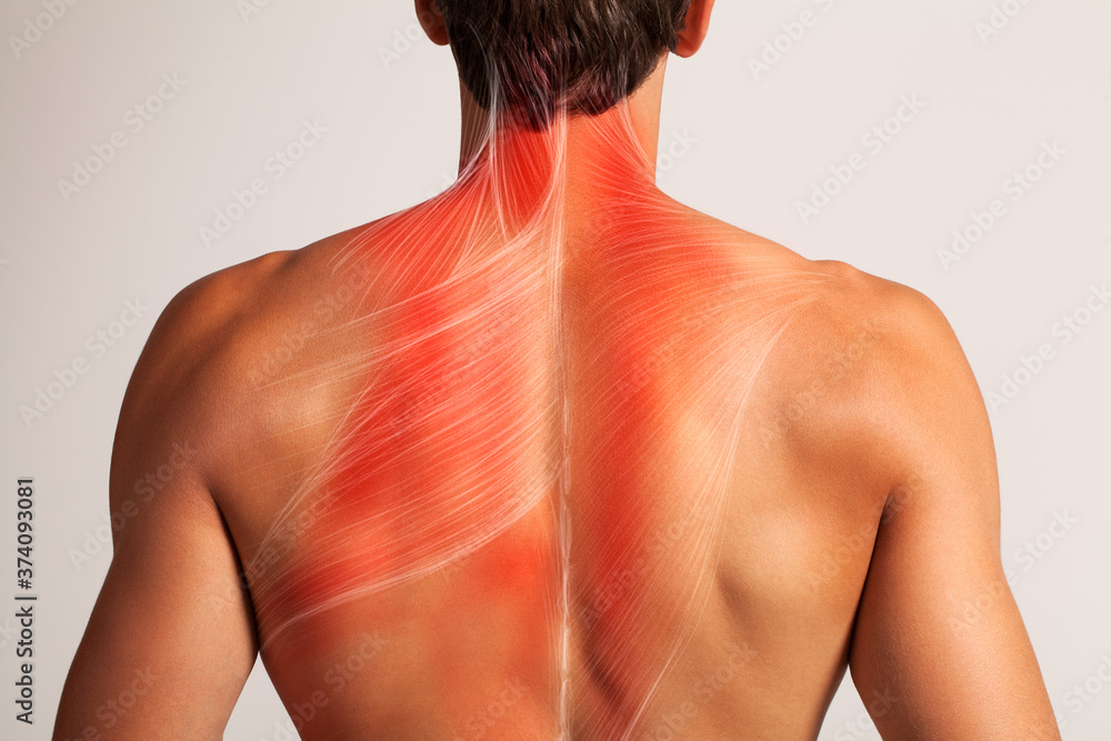 Upper back muscles anatomy, human body Stock Photo | Adobe Stock
