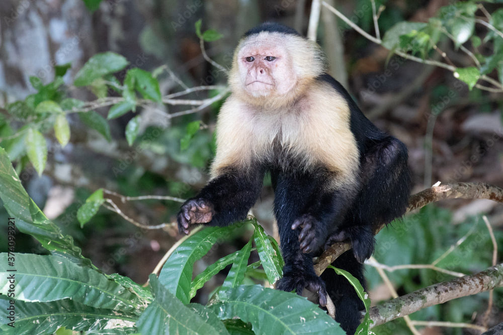 Views of a Panamanian white-headed or white-faced Capuchin Monkey ...