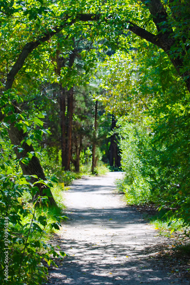 Peaceful path through green trees with trail disappearing out of sight ...