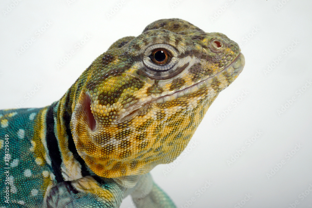 Common collared lizard, male / Halsbandleguan, Männchen (Crotaphytus ...