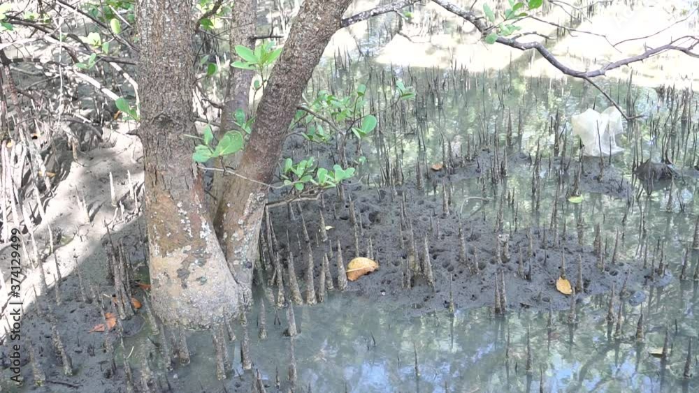 Trees Roots of tropical mangrove forest in coast sea when sea water ...