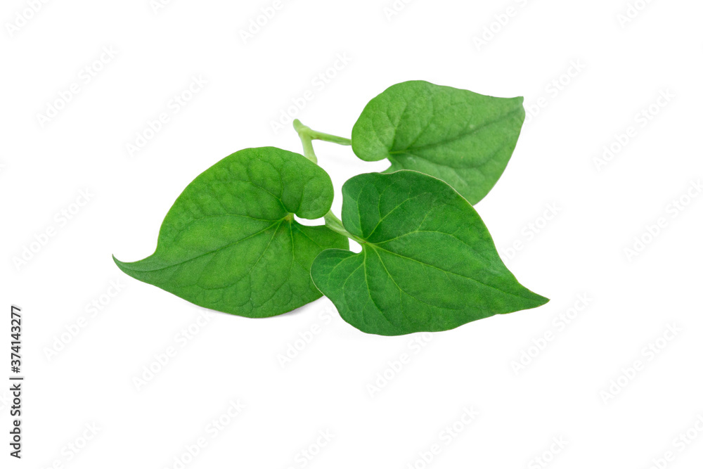 Plu Kaow leaf (Houttuynia cordata Thunb.) isolated on white background ...