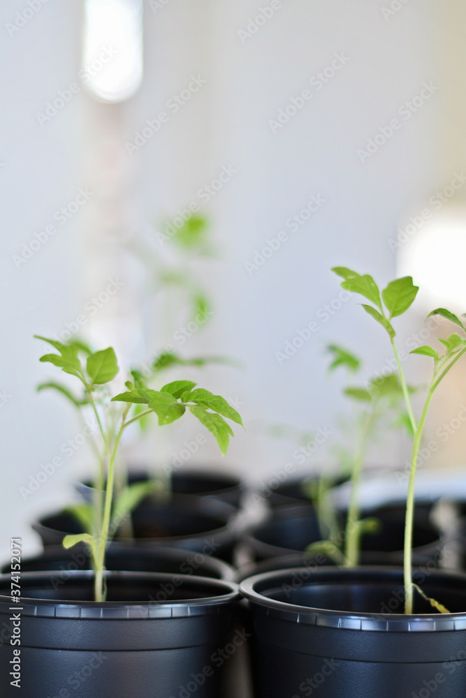 Tomato seedlings sprout. Self sufficiency, organic food, sustainability ...