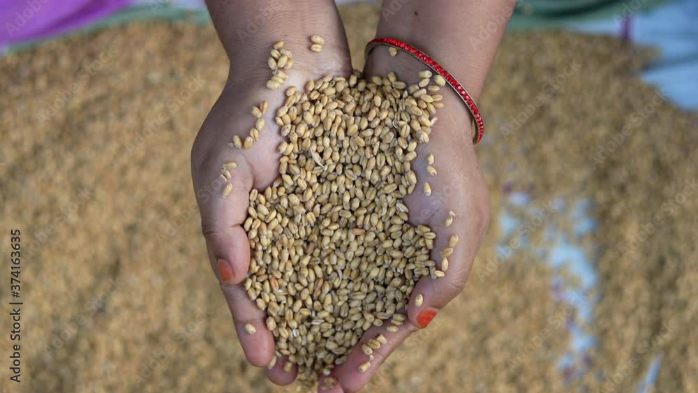 Farmer holding grains in her hands Top view. Female cupped hands ...