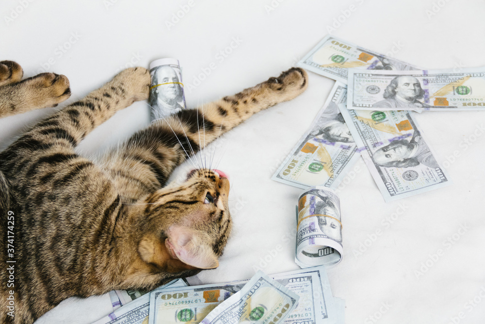 Beautiful cat laying with dollars on white background Stock Photo ...