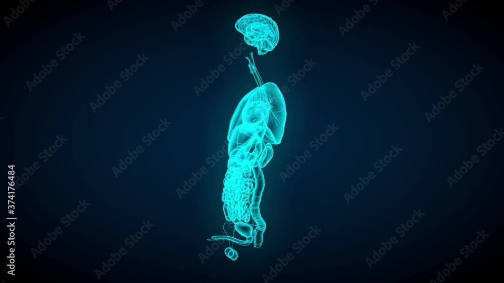 Male organs x-ray scan - rotating on dark background - concept for ...