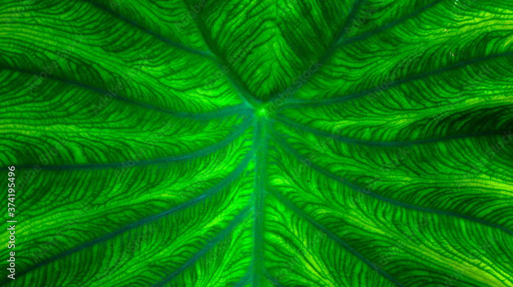 The picture of colocasia esculenta (alocasia) or taro. Local name of ...