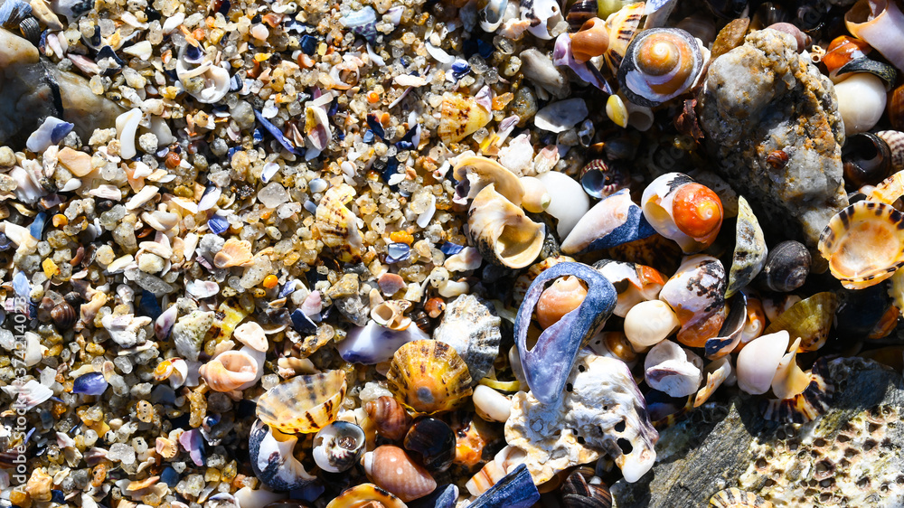 Shells as a colourful background from atlantic ocean Stock Photo ...