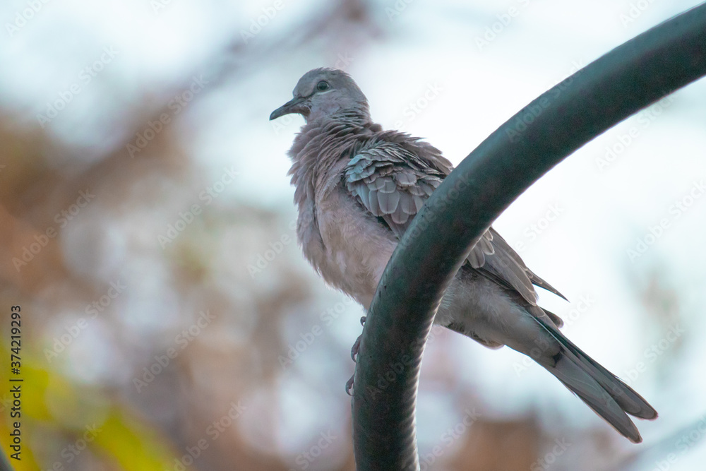 The zebra dove also known as barred ground dove, is a bird of the dove ...