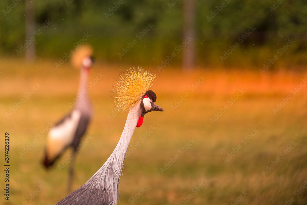 Foto de The black-crowned crane, also known as the black-crested crane ...
