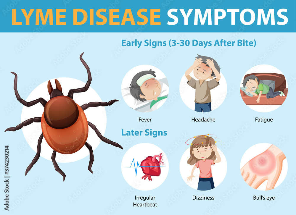 Lyme disease symptoms information infographic Stock Vector | Adobe Stock