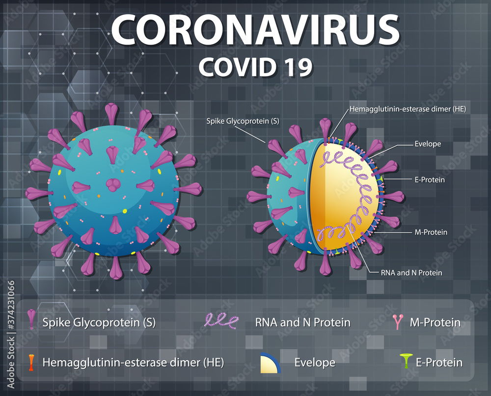 Diagram of Corona virus particle structure Stock Vector | Adobe Stock