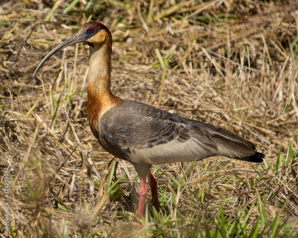 Curicaca, bird with a general lead-gray color, red eyes and feet and a ...