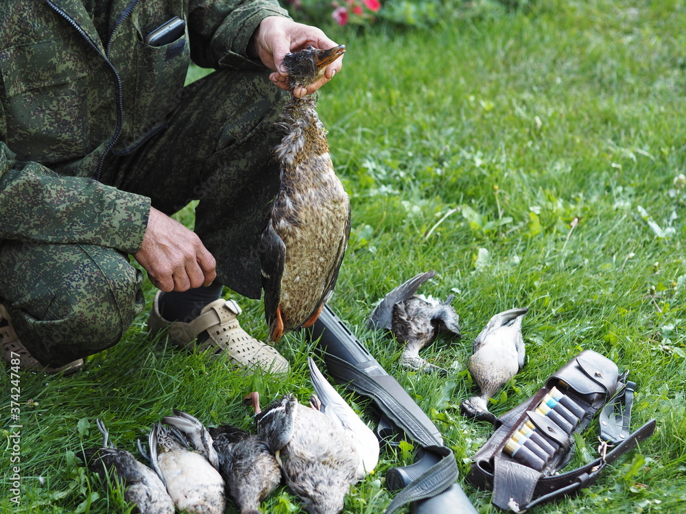 The opening of the bird hunting season. The first trophy of wild ducks ...