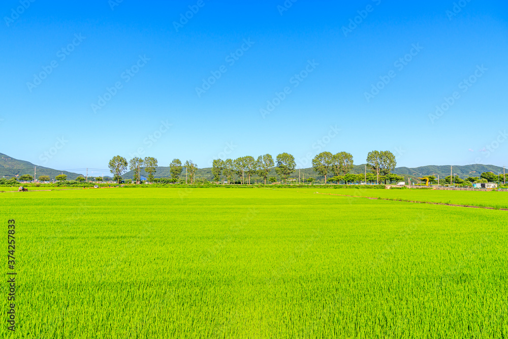 Korean traditional rice farming. Korean rice farming scenery. Rice ...