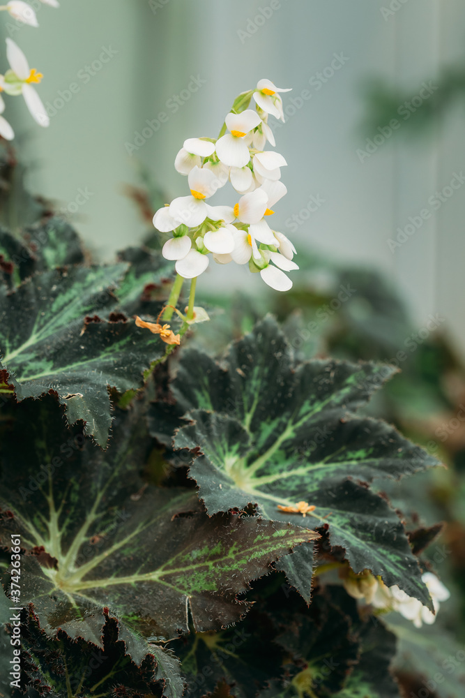 Foto de Green Leaves And Flower Of Plant Begonia Rex Putz, Commonly ...