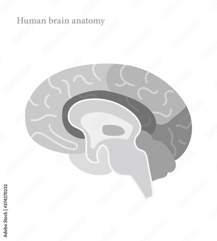 Vector human brain views. Brain side view and section. For medical ...