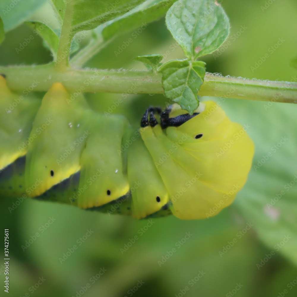 Greater Death's Dead Hawk-moth caterpillar on a Potato plant ...