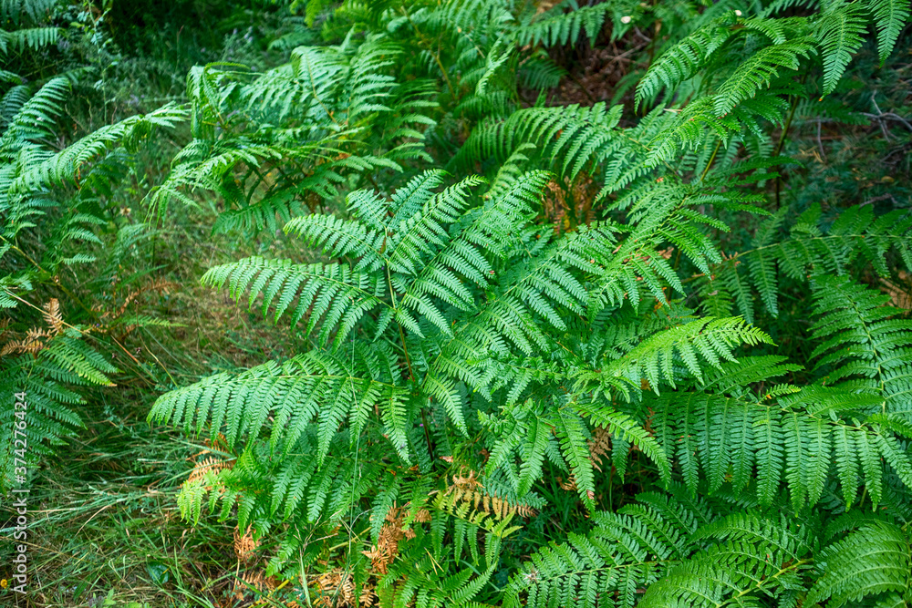 Dense fern thickets close-up. Beautiful nature background with many ...