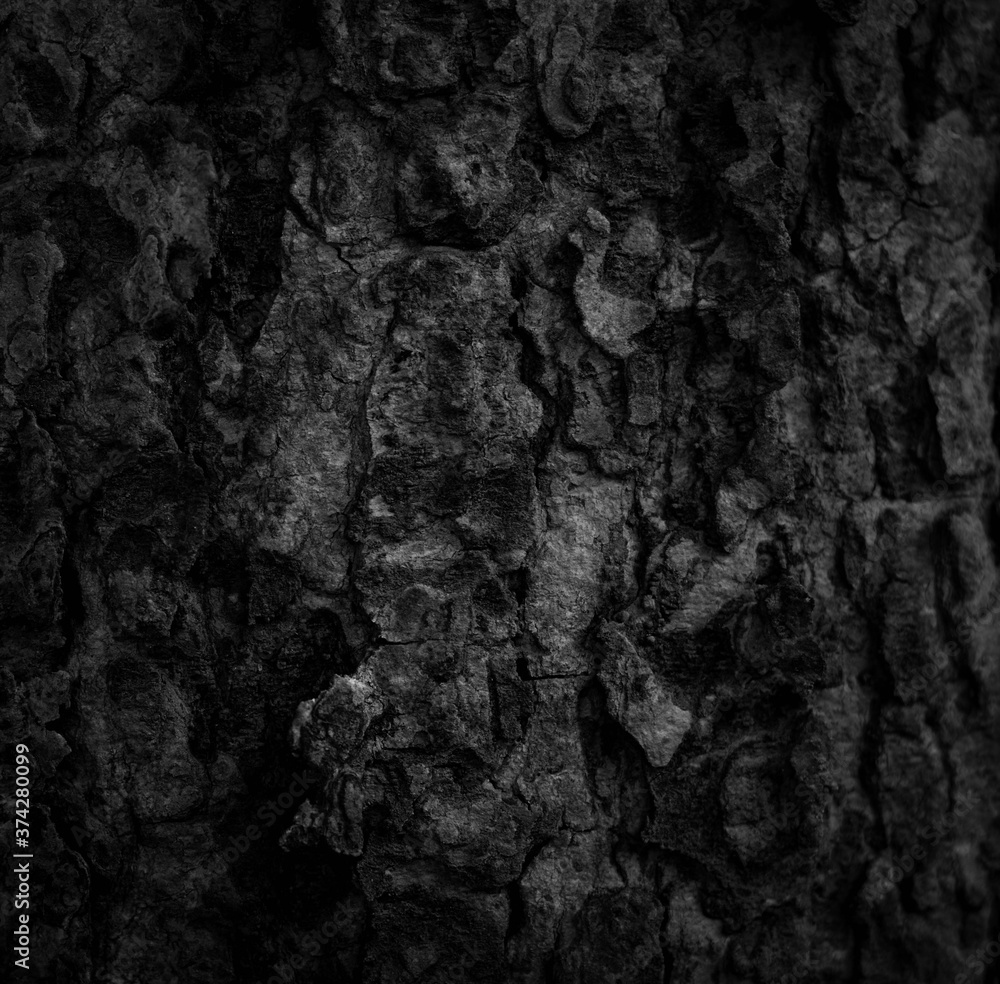 Black tree bark background Natural beautiful old tree bark texture ...