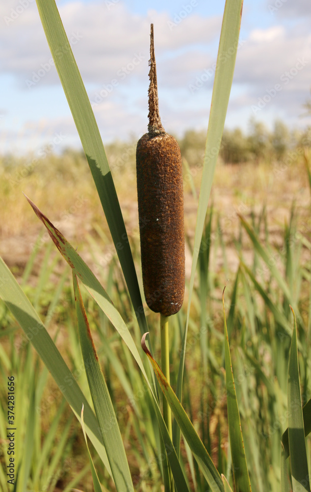 Reed mace plant also known as cat - tail, bulrush, swamp sausage, punks ...
