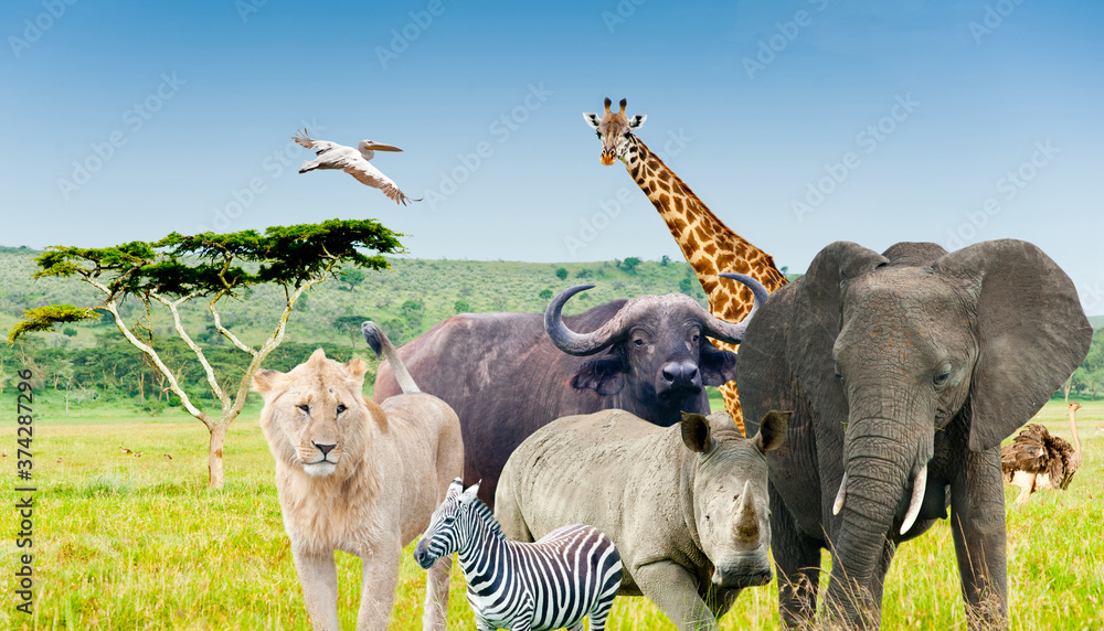 Poster Wild animals of Africa in savanna (collage) – Wall Art | UkPosters