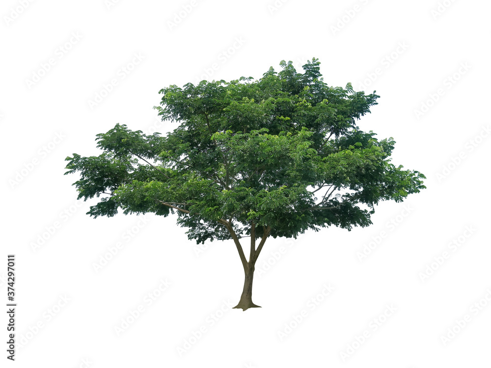 isolated monkey pod tree with clipping path on white background or die ...
