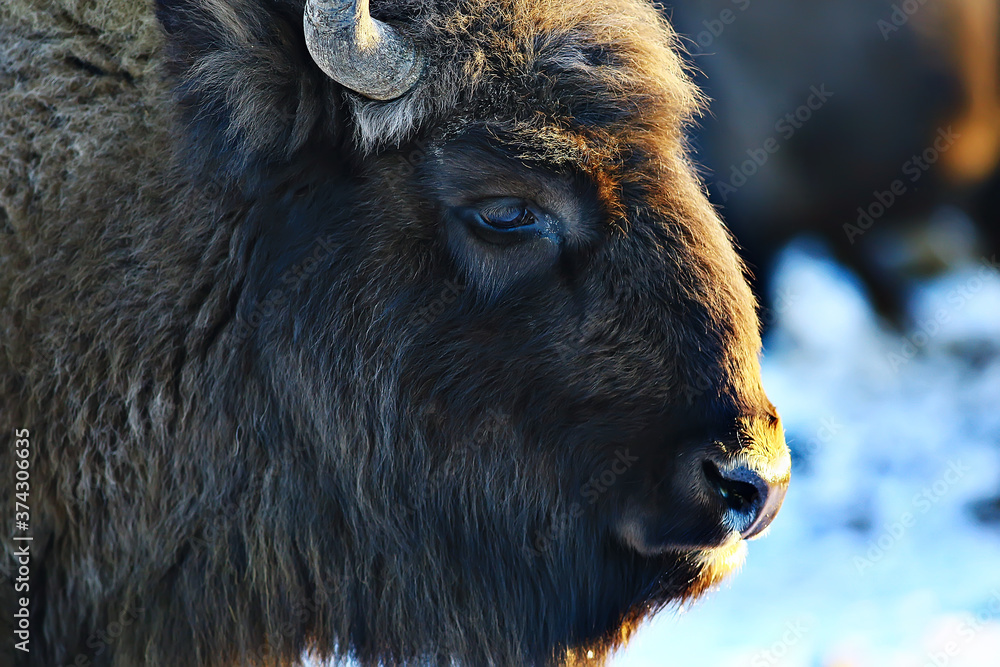 Foto de Aurochs bison in nature / winter season, bison in a snowy field ...