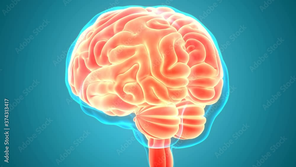 Central Organ of Human Nervous System Brain Anatomy Animation Concept ...