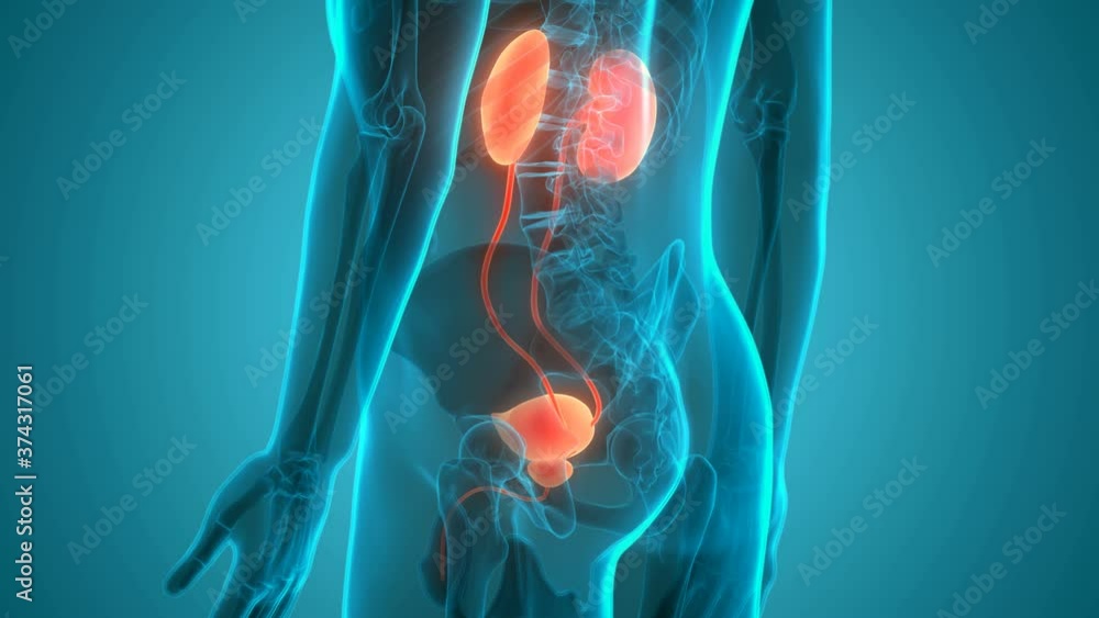 Human Urinary System Kidneys with Bladder Anatomy Animation Concept ...
