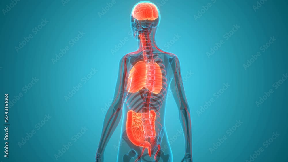 Human Internal Organs Brain, Respiratory System and Large and Small ...