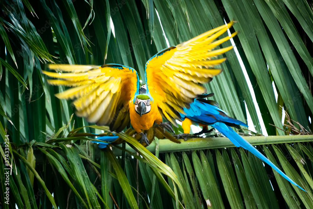 Two Blue and Yellow Macaws, ara ararauna, one flying at camera with ...