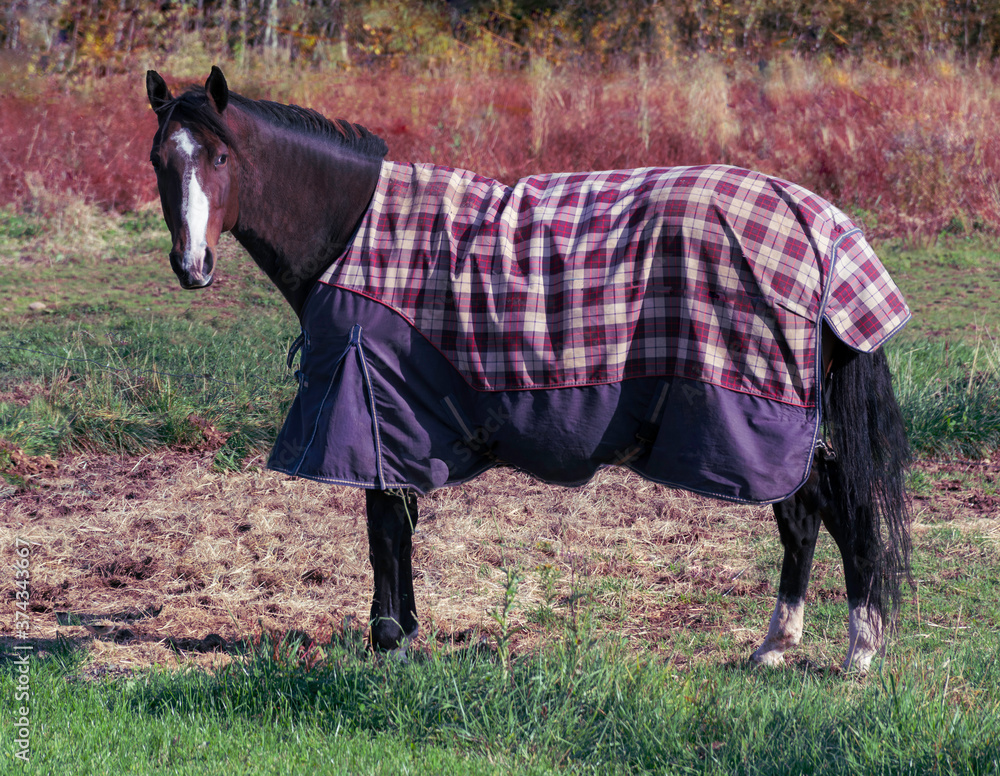 Horse in a Blanket - A riding horse wearing a blanket stands by the ...